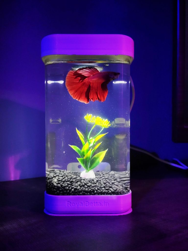 Table Betta Tank with Light - Royal Betta
